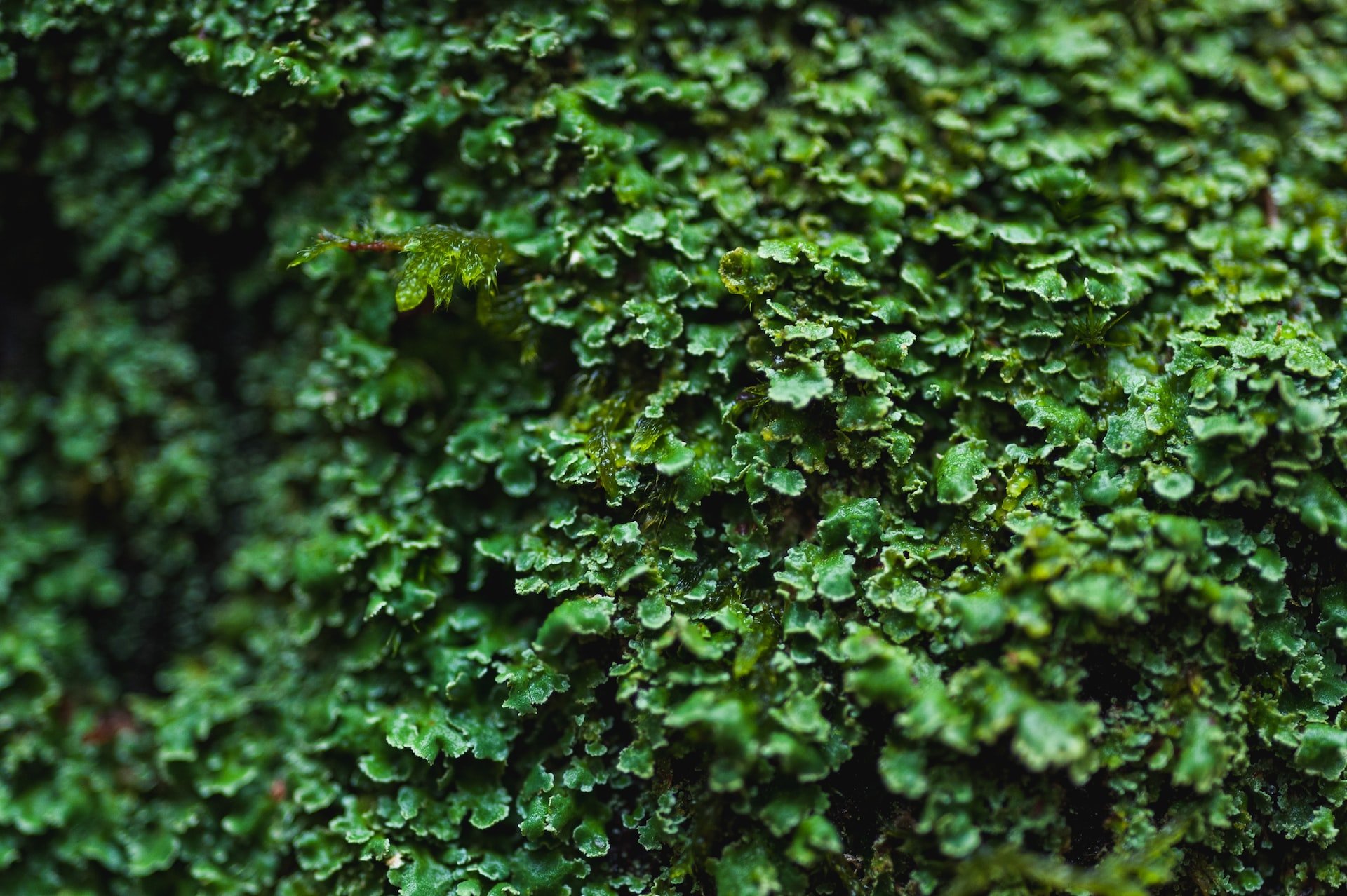 Get Your Yard in Shape: Affordable Hedge Trimming Services for ...